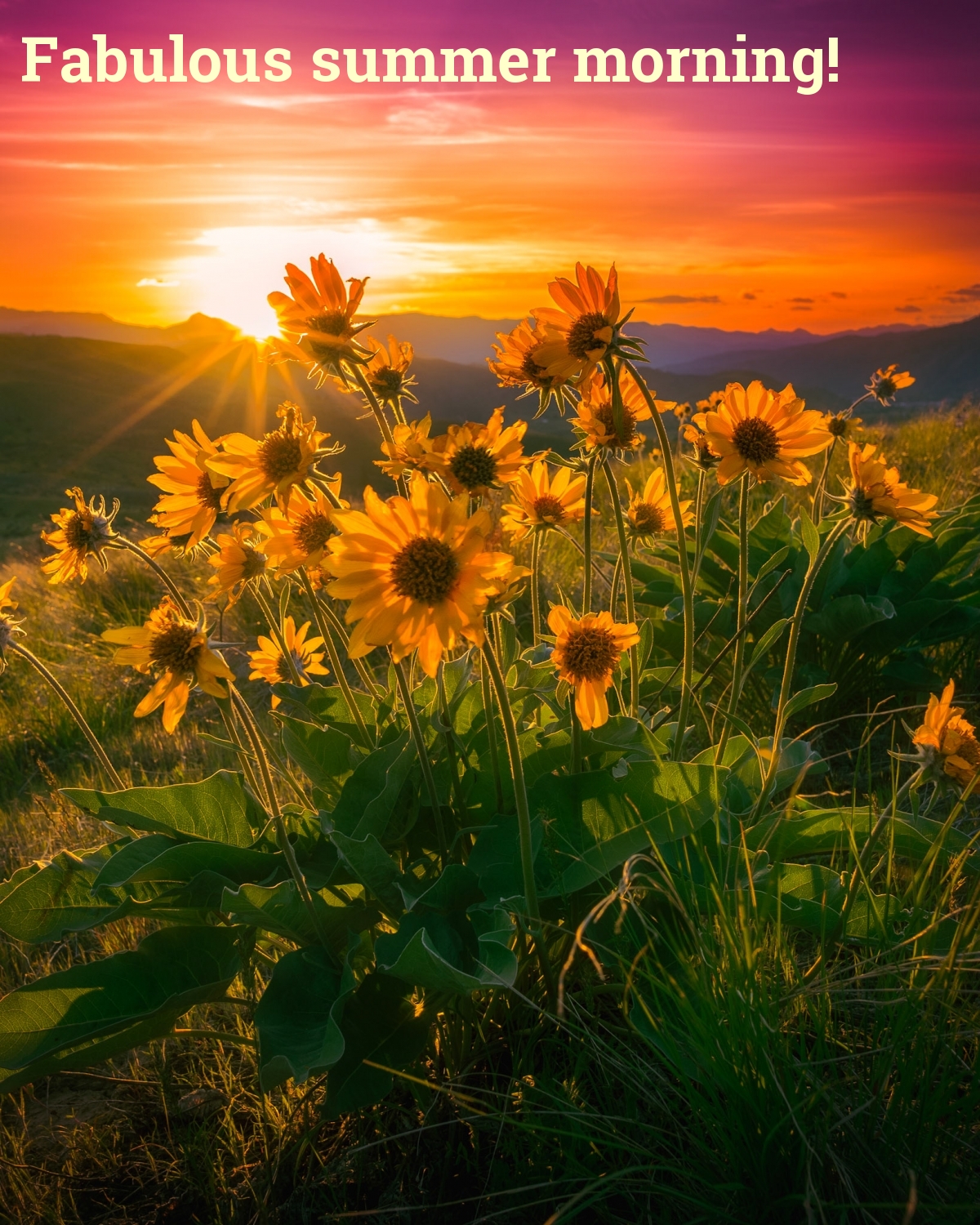 Beautiful pictures "Good summer morning!" (134)