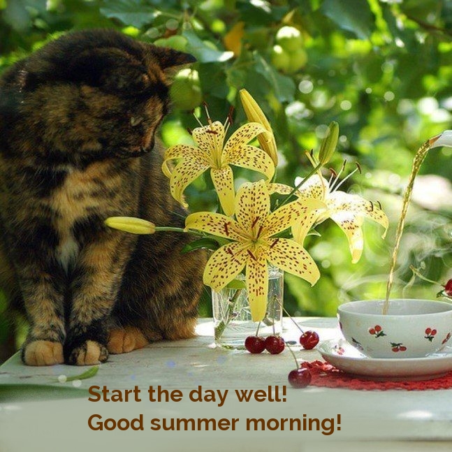 Beautiful pictures "Good summer morning!" (134)